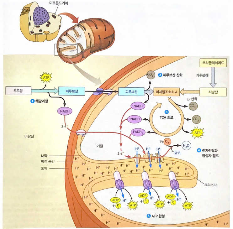 미토콘드리아와 산소호흡 : 네이버 블로그