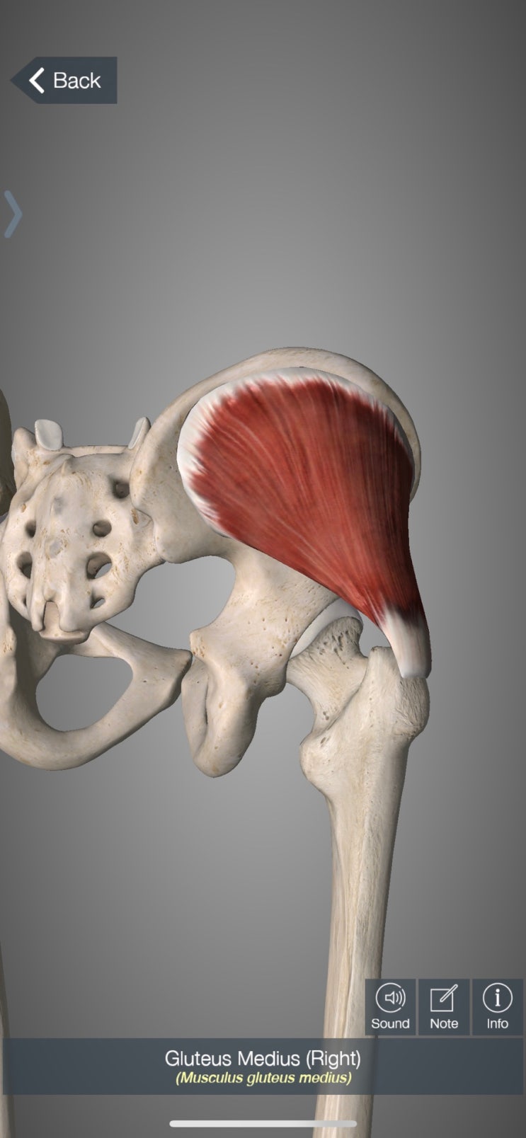 Hip internal rotation muscle 고관절 내회전근 : 네이버 블로그