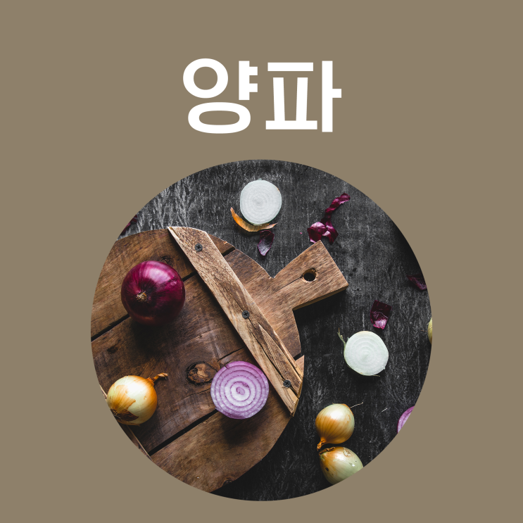 빨간 자색 양파 효능 껍질 양파즙 생양파 양파의 칼로리 와인 껍질차 종류 품종 수확 파종 심는 시기 집에서 양파 키우기 물주기