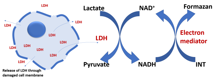 LDH 수치가 상승하는 원인 질환(Clinical Significance of LDH level) : 네이버 블로그