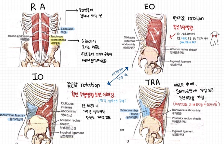 근육정리 복근배근육 종류 및 정리복횡근 복직근내복사근외복사근 네이버 블로그