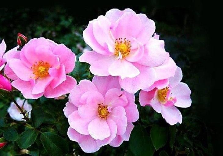 7월 15일 탄생화 : 네이버 블로그