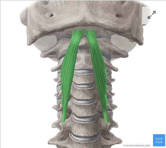 고개, 턱 당김의 깊은 근육 (1) - LONGUS CAPITIS : 네이버 블로그