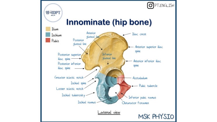 [MSK/근골격계] Hip Bone Anatomy 골반뼈 해부학 Innominate Bone 볼기뼈 근골격계 물리치료 영어단어 ...