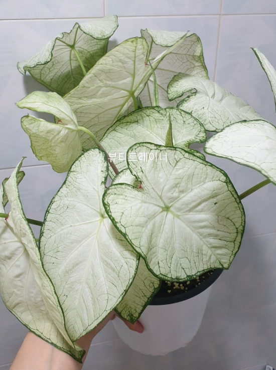 달빛처럼 은은하게 빛나는 칼라디움 플로리다 문라이트 (Caladium Florida Moonlight) : 네이버 블로그