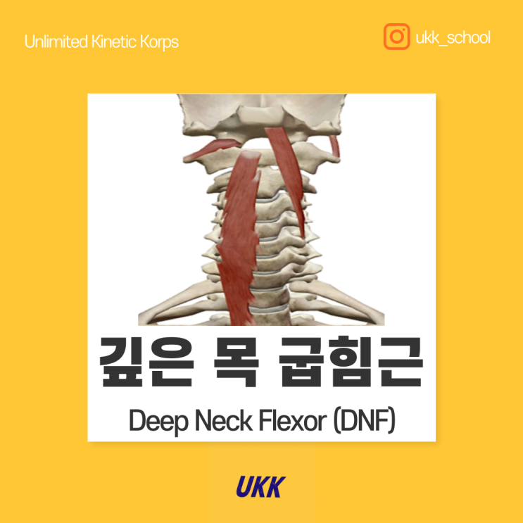 깊은 목 굽힘근, Deep Neck Flexor : 네이버 블로그