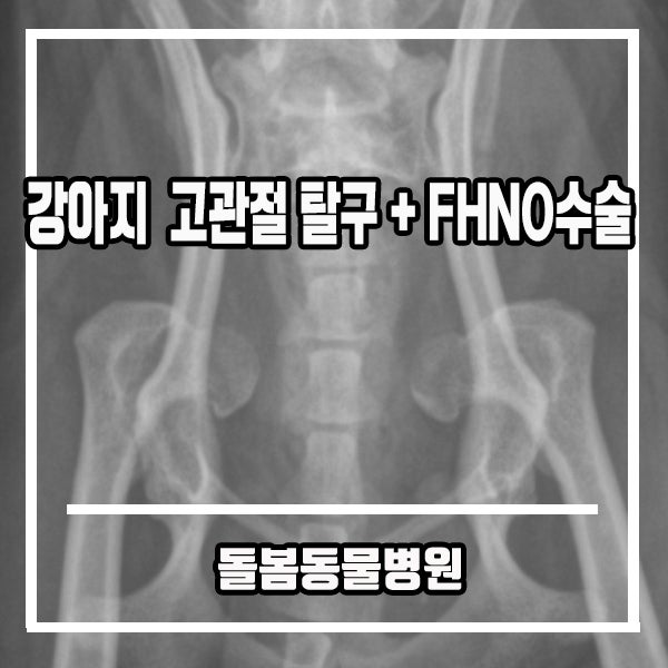 강아지 고관절탈구+대퇴골두제거 FHNO수술/레이저 물리치료 [수원화성 노령견전문 돌봄동물병원] : 네이버 블로그