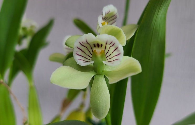 Prosthechea (Encyclia) radiata 프로스더체아 (엔씨클리아) 라디아타 : 네이버 블로그