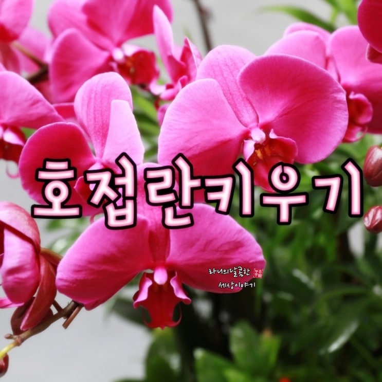 서양란 호접란키우기꽃말 꽃대자르기 꽃피우는 방법 분갈이 물주기 네이버 블로그