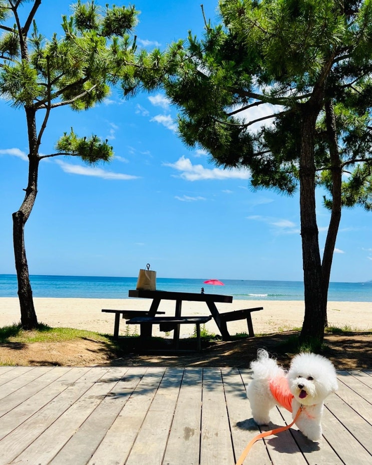 양양 바다뷰 애견동반캠핑장 ‘동산항해수욕장 야영장 재방문후기 물놀이 주변 애견동반식당까지 네이버 블로그
