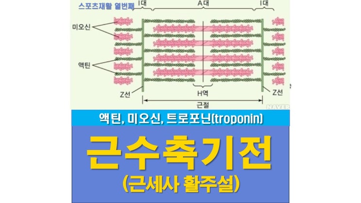 스포츠재활 열번째 근수축기전 근비대 액틴 미오신 트로포닌troponin 근세사활주설 네이버 블로그