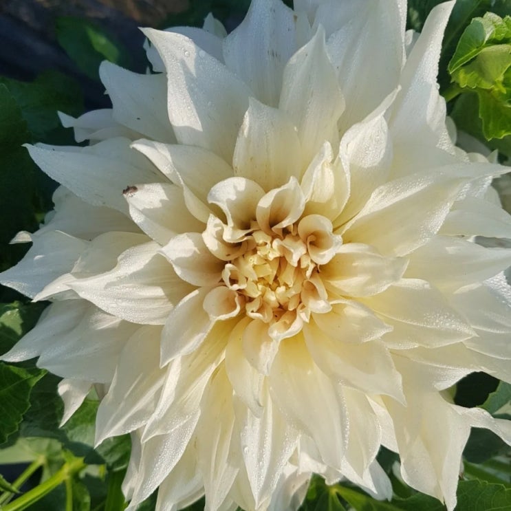 다알리아 귀둥이, Cafe au lait~들 ♡ : 네이버 블로그