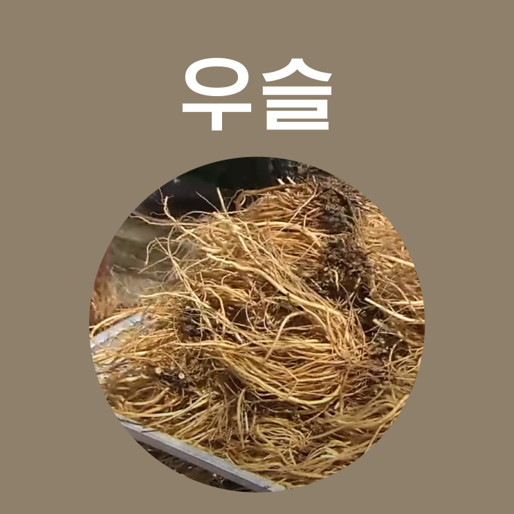 우슬 효능 6가지 우슬즙 차 뿌리 환 닭발환 섭취방법 부작용 관절에 좋은 약초 어혈 제거 한약 네이버 블로그