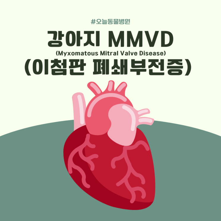 강아지 심장병, MMVD(이첨판 폐쇄부전증) : 네이버 블로그