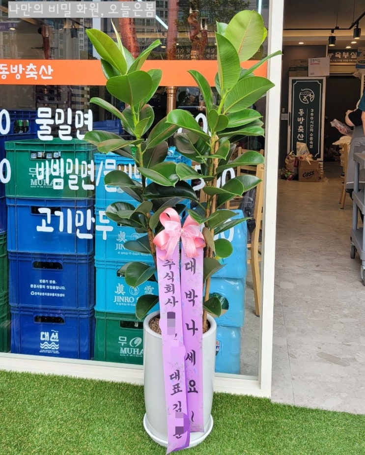 오늘은봄 부산화분배달 공기정화식물 인도고무나무 관리도쉬워요 남구 문현동 우암동 감만동 꽃집 부산개업화분 네이버 블로그