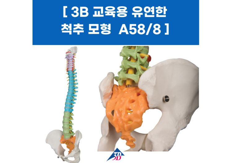 3b 교육용 유연한 척추 모형 A588 경추 요추 인체모형 골격 전신 해부모형 골반 네이버 블로그