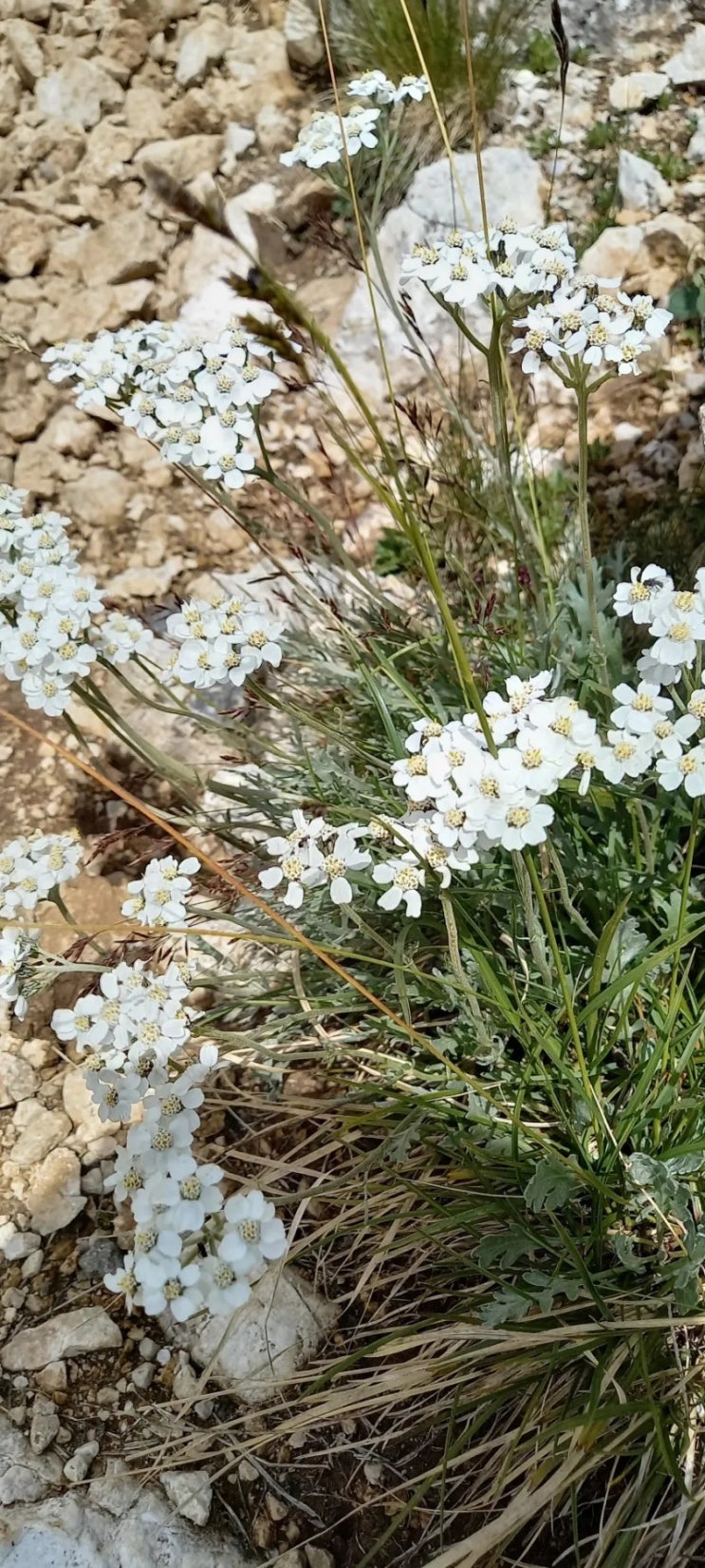 Achillea clavennae 아킬레아 은빛톱풀 : 네이버 블로그
