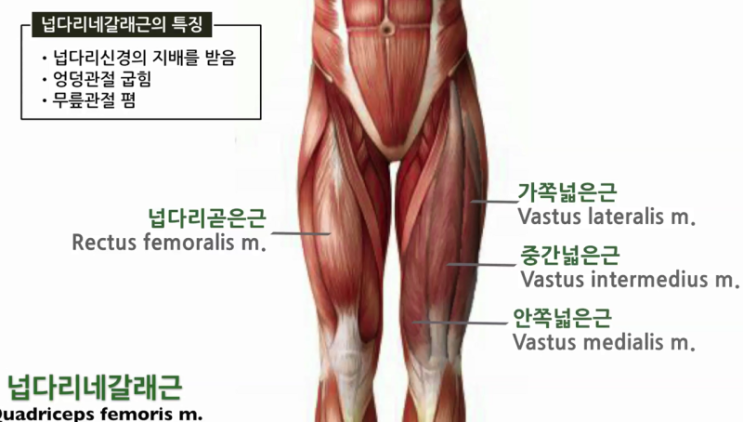 구래동pt 구래동pt 스타터짐 대퇴사두근 포스팅 네이버 블로그