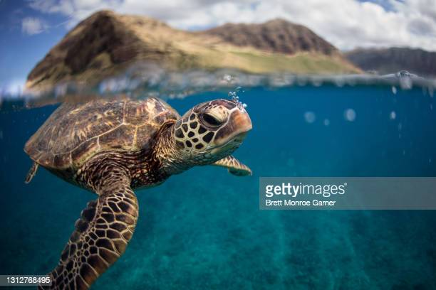 Vachel Lindsay, 【The Little Turtle】 : 네이버 블로그