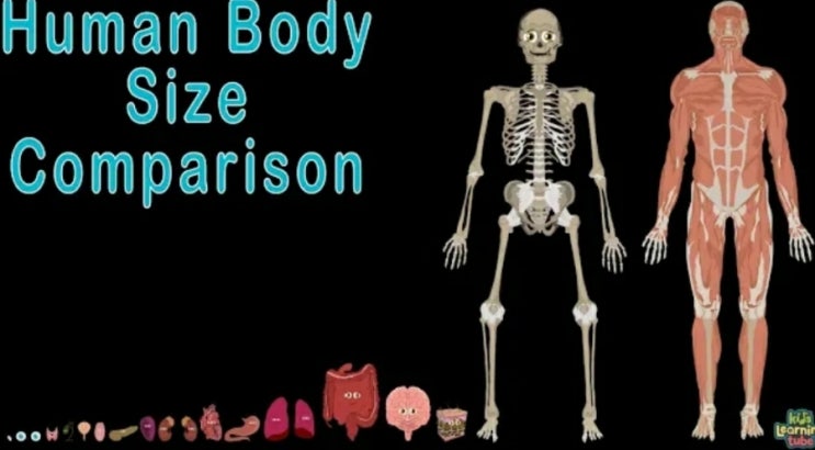 [키즈러닝튜브] Human Body Size Comparison | Human Organs | 인체 기관 노래 | 작은 크기부터 ...