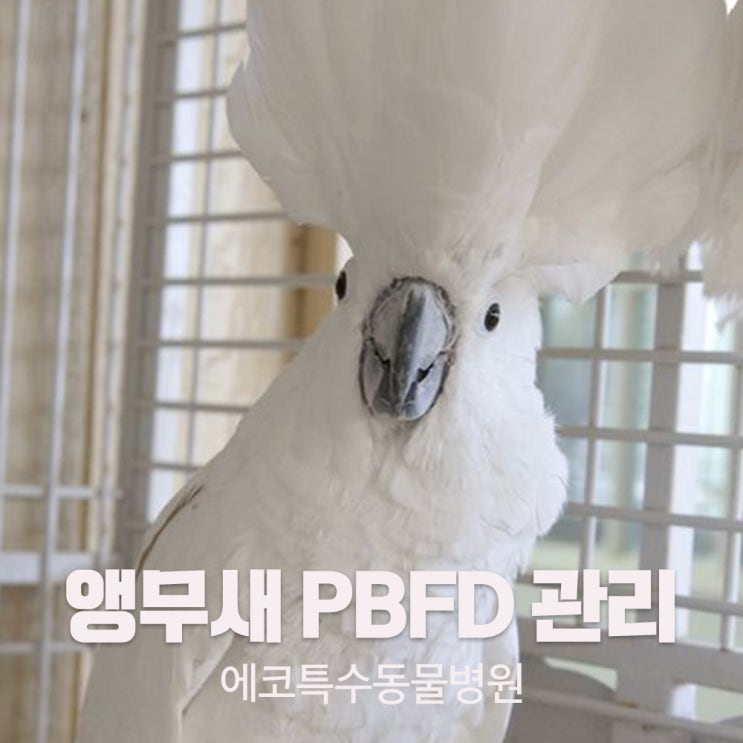 🦜앵무새 PBFD 완치에 대한 오해! 그리고 관리방법 (영상 있음!) 앵무새병원 에코특수동물병원 : 네이버 블로그
