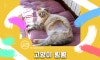 고양이 링웜 곰팡이성 피부병 원인과 증상 치료법 및 예방법은 네이버 블로그