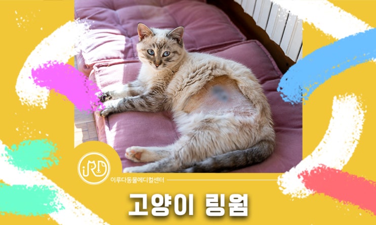 고양이 링웜 곰팡이성 피부병 원인과 증상 치료법 및 예방법은 네이버 블로그