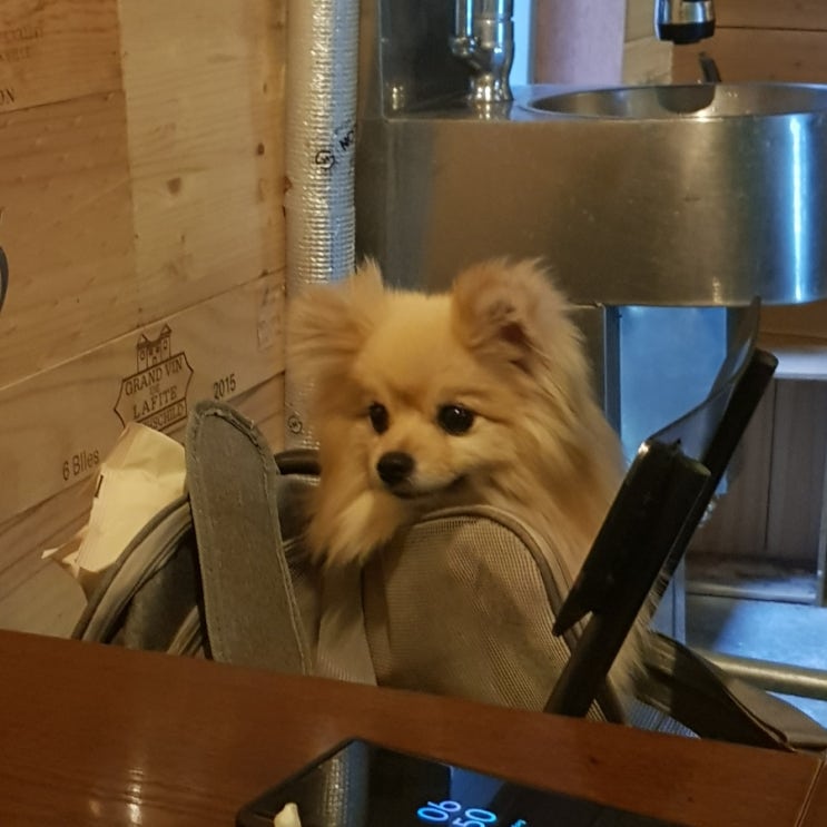 소사역 맛집 유니의부엌 애견동반 가능한 부천 술집 네이버 블로그