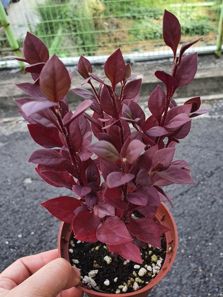 Purple Prince Alternanthera_퍼플 프린스 : 네이버 블로그