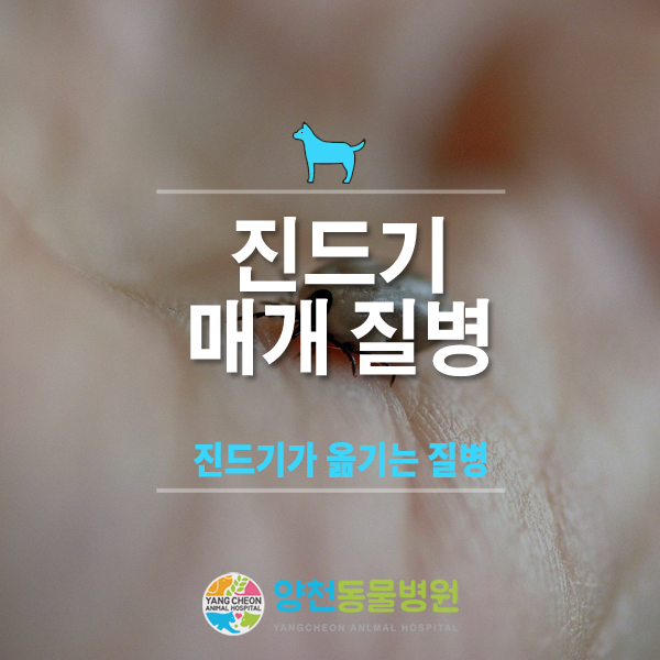 진드기매개질병 소개 강아지 외부기생충 예방 중요한 이유강아지 진드기 네이버 블로그
