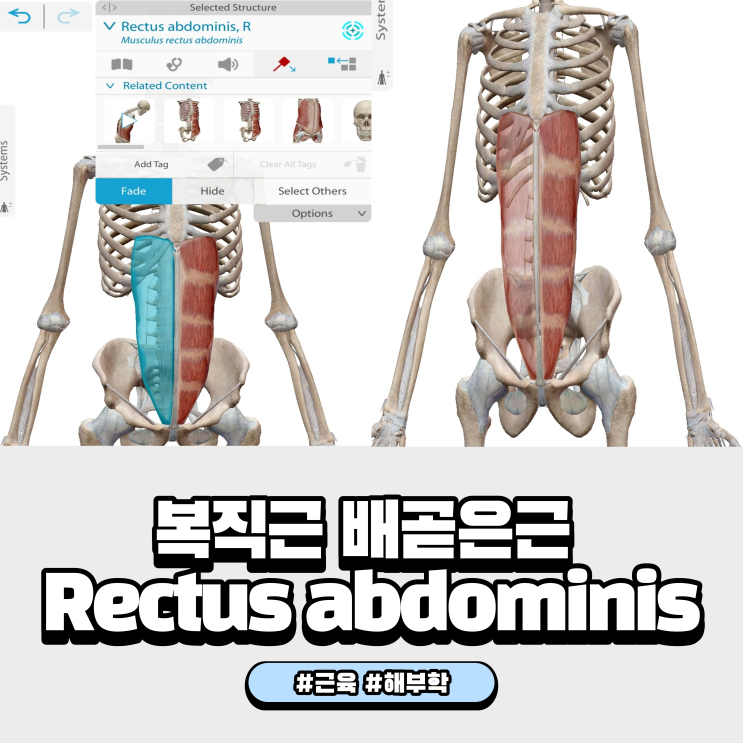복직근 배곧은근 Rectus abdominis 해부학(기시, 정지점, 기능) : 네이버 블로그