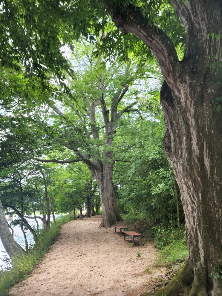 화순 반나절 힐링여행 핫플 카페 화순도곡에서연둔리 숲정이까지더위 피하기 좋은 곳 네이버 블로그