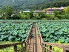 밀양 연밭 따라 여행 어떠세요feat 연밭 명소 모음 네이버 블로그