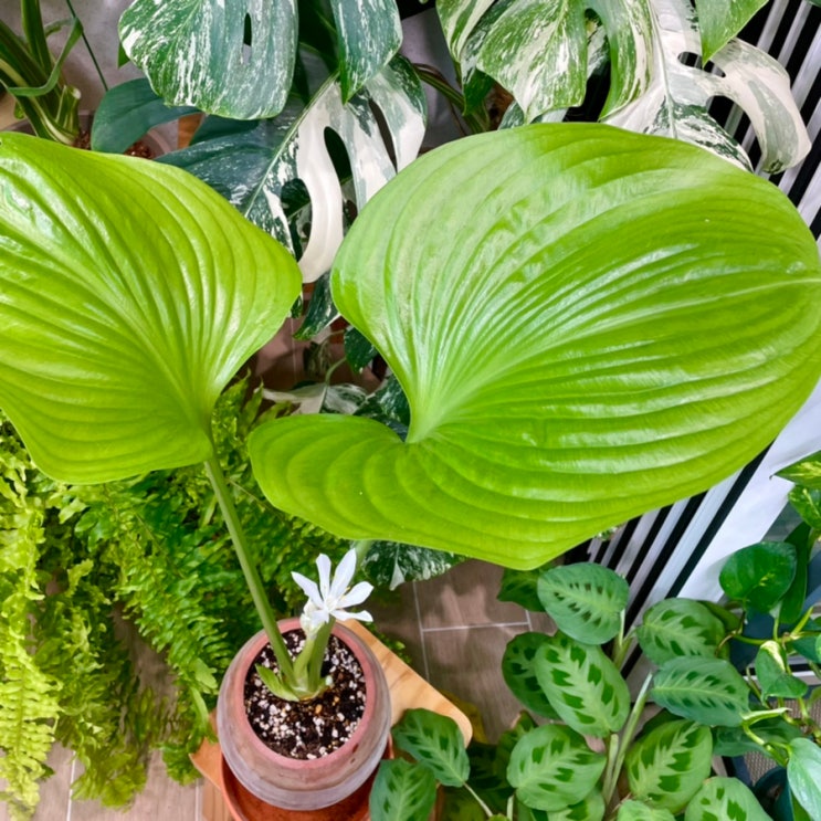 Proiphys amboinensis (Cardwell lily) 꽃 피다 : 네이버 블로그