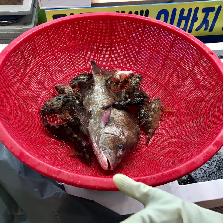 여수 회썰어가는집 전국택배 이바지전문점 교동시장 팔영산횟집 자연산 딱돔군평선이금풍생이 네이버 블로그