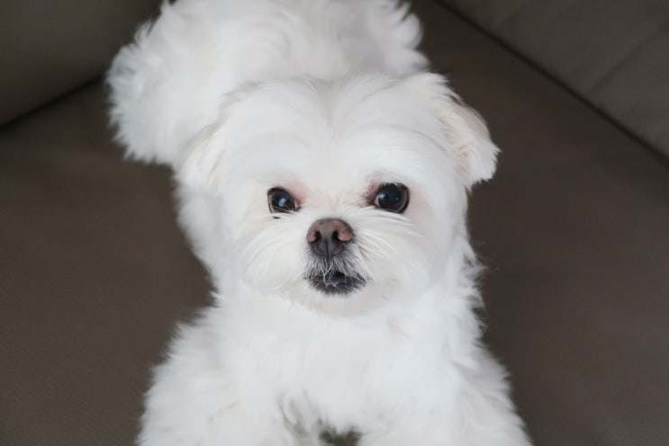 털 안빠지는 강아지 종류 소형견 말티즈 성격과 수명에 대해 네이버 블로그