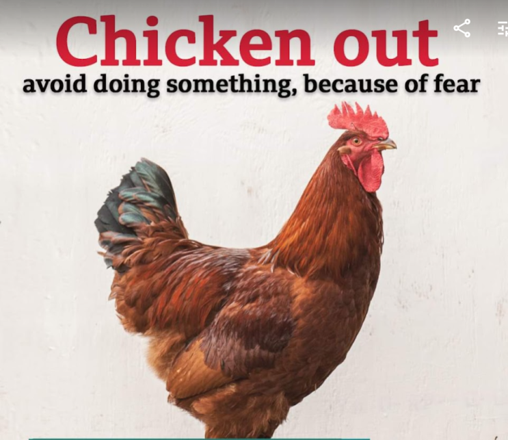 [영어]chicken out 뜻 : 네이버 블로그