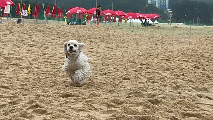 2022년 양양 멍비치 (feat.애견동반 해수욕장) : 네이버 블로그