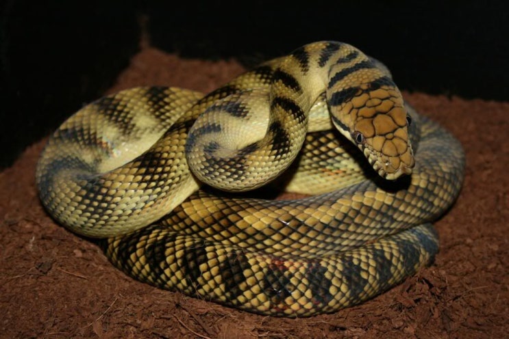 스크럽 파이톤 사육정보 (Amethystine or Scrub Python caresheet) : 네이버 블로그
