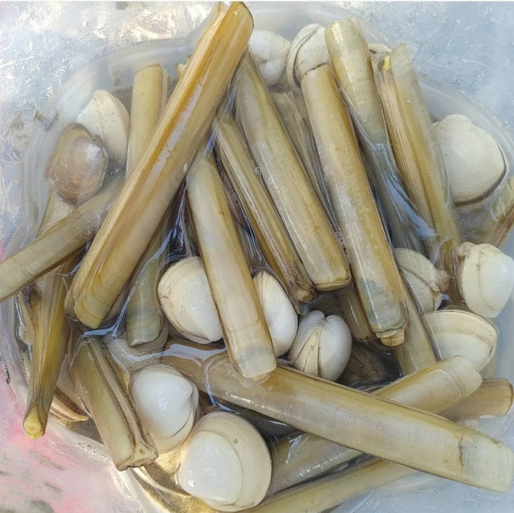 달산포해수욕장에서 맛조개 잡기 무료 갯벌체험 네이버 블로그