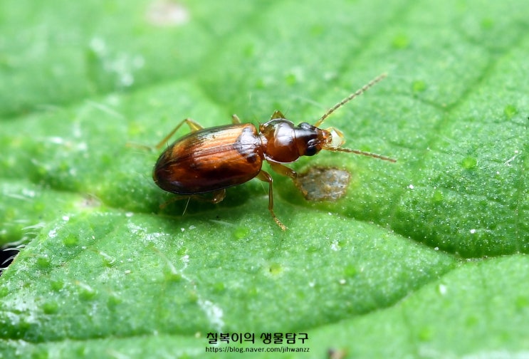 Tachys sp. 애강변먼지벌레 일종 : 네이버 블로그