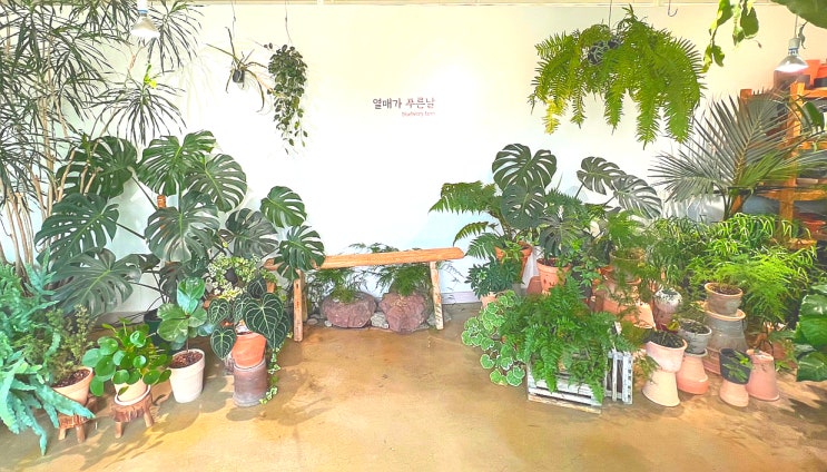 열매가푸른날 블루베리따기체험 대구근교 밀양아이와가볼만한곳 네이버 블로그