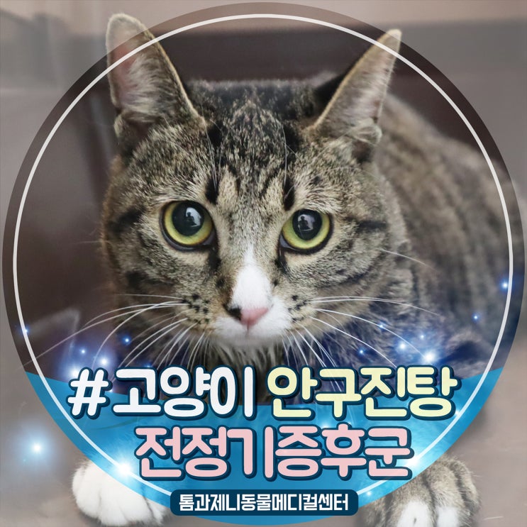 고양이 전정계 질환 안구진탕 눈떨림 증상 급성 내이염 때문일까 네이버 블로그