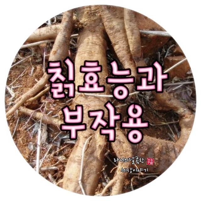 갱년기칡즙 숙취해소에 좋은 칡효능뿌리 칡차 칡순 즙 넝쿨 꽃칡즙효능과 복용방법 부작용 네이버 블로그