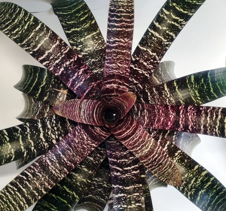 붉은 호랑이 무늬 식물! 레드체스트넛(Bromeliad vriesea Red chestnut) : 네이버 블로그
