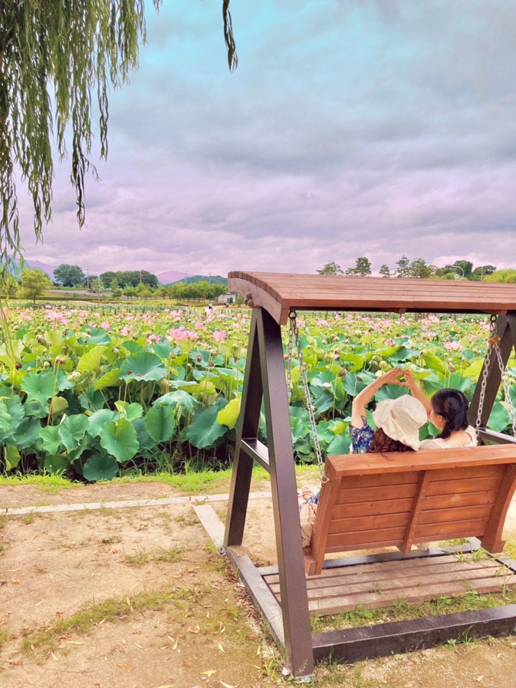 경남 연꽃명소, 함안 연꽃테마파크 (주차장, 쉼터) : 네이버 블로그