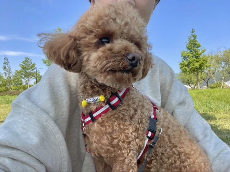 Hi-Lu : 네이버 블로그