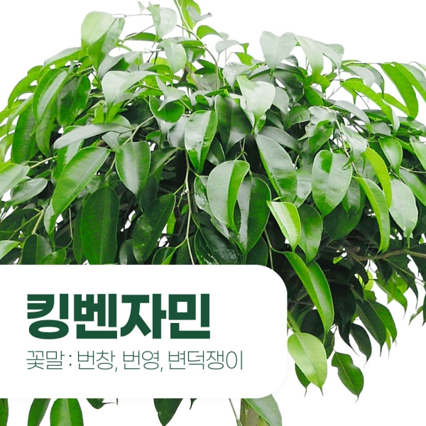 관엽화분 관리법 킹벤자민킹벤자민고무나무 네이버 블로그