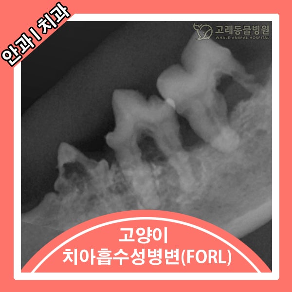 고양이 치아흡수성병변(FORL), 고양이 치과치료, 고양이 치아 발치 [고래동물병원, 시흥 은계지구 동물병원, 고양이 치과동물 ...
