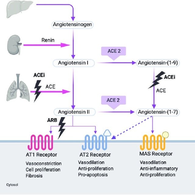 혈압약의 작용기전:ARB, CCB,ACEI : 네이버 블로그